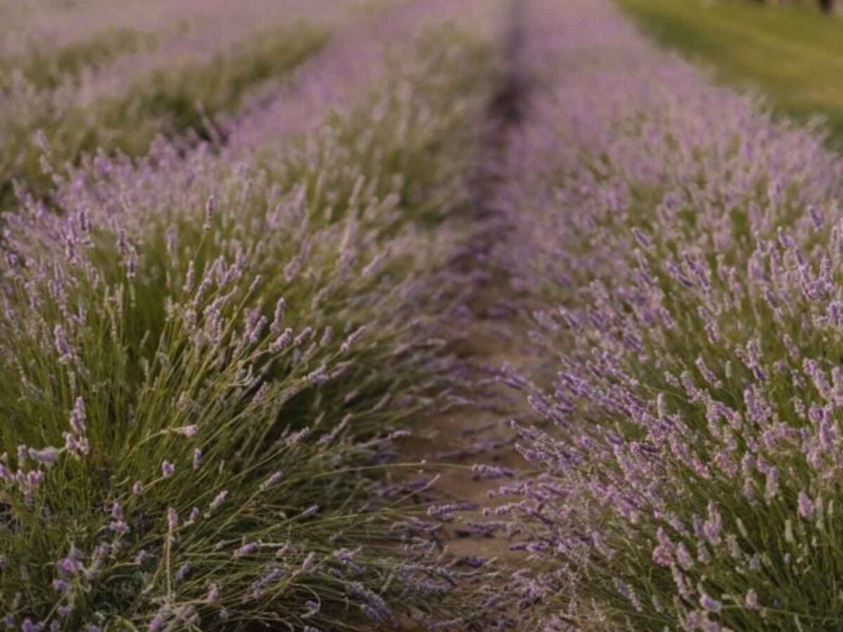 Great Lavender Fields in Texas and Lavender Festivals to Visit ...