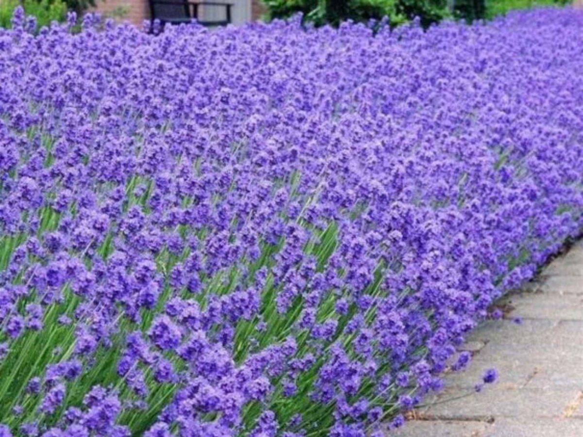 Great Lavender Fields in Texas and Lavender Festivals to Visit ...