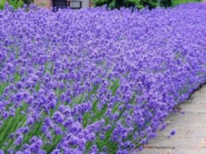 Great Lavender Fields in Texas and Lavender Festivals to Visit ...