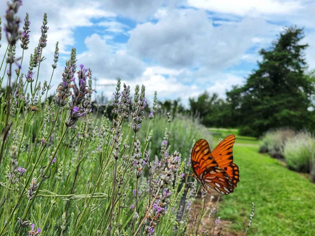 Great Lavender Fields in Texas and Lavender Festivals to Visit ...