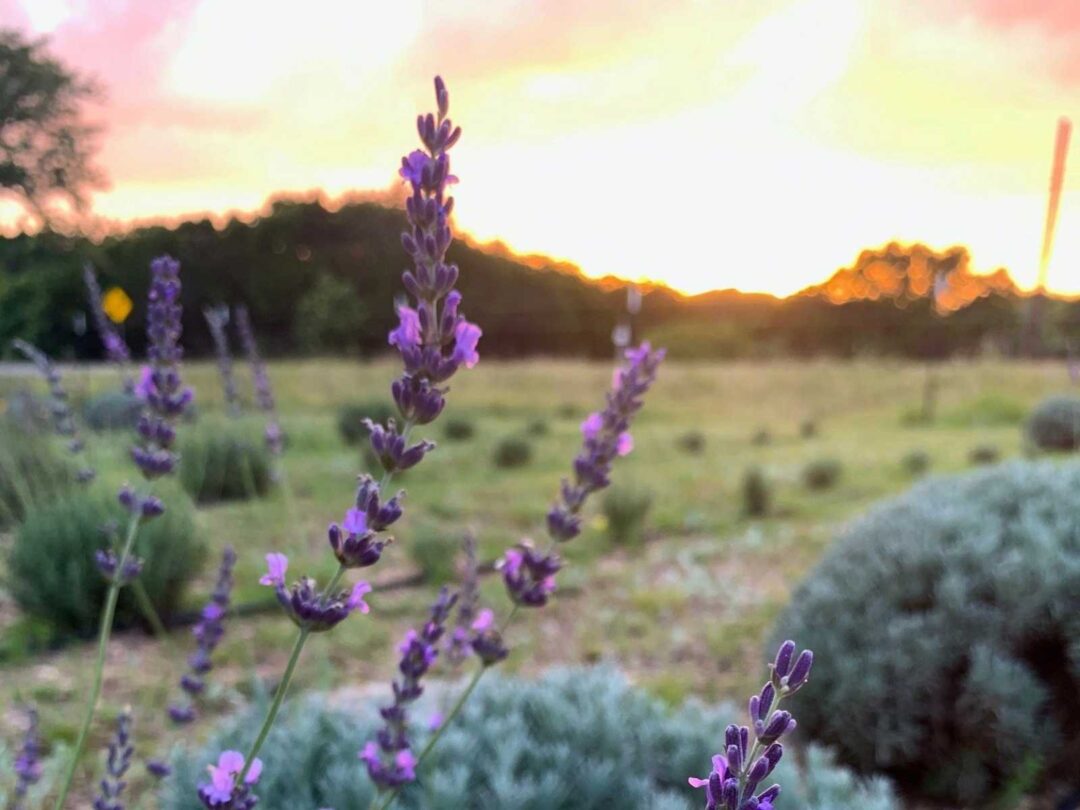Great Lavender Fields in Texas and Lavender Festivals to Visit ...