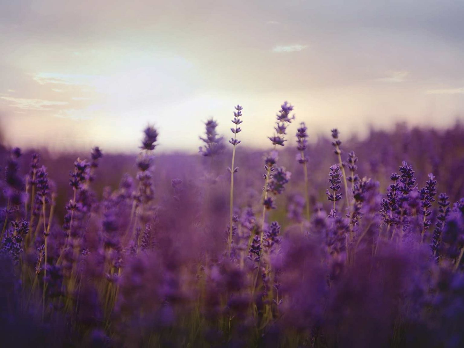 Great Lavender Fields in Texas and Lavender Festivals to Visit ...