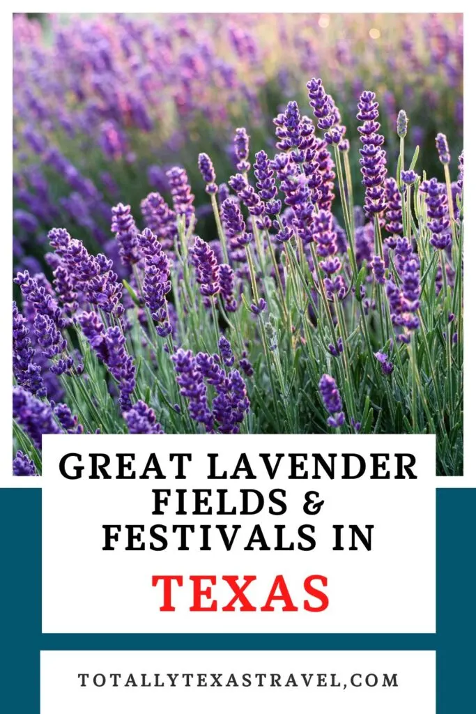 Great Lavender Fields in Texas and Lavender Festivals to Visit ...
