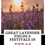 Great Lavender Fields in Texas and Lavender Festivals to Visit ...