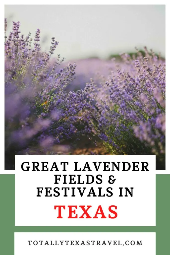 Great Lavender Fields in Texas and Lavender Festivals to Visit ...