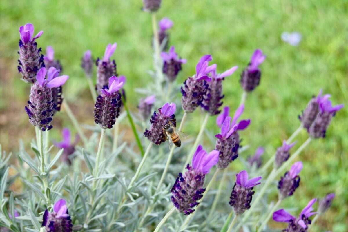 Great Lavender Fields in Texas and Lavender Festivals to Visit ...