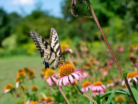 41 Free Things To Do In Houston - Totally Texas Travel