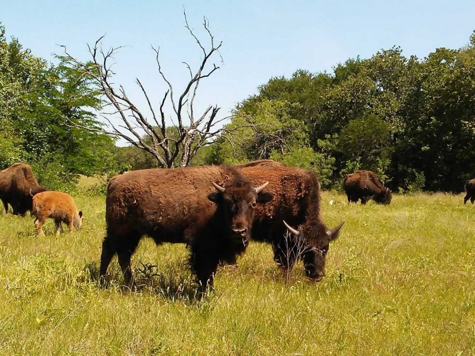 27 Great Things To Do In Fort Worth Texas - Totally Texas Travel