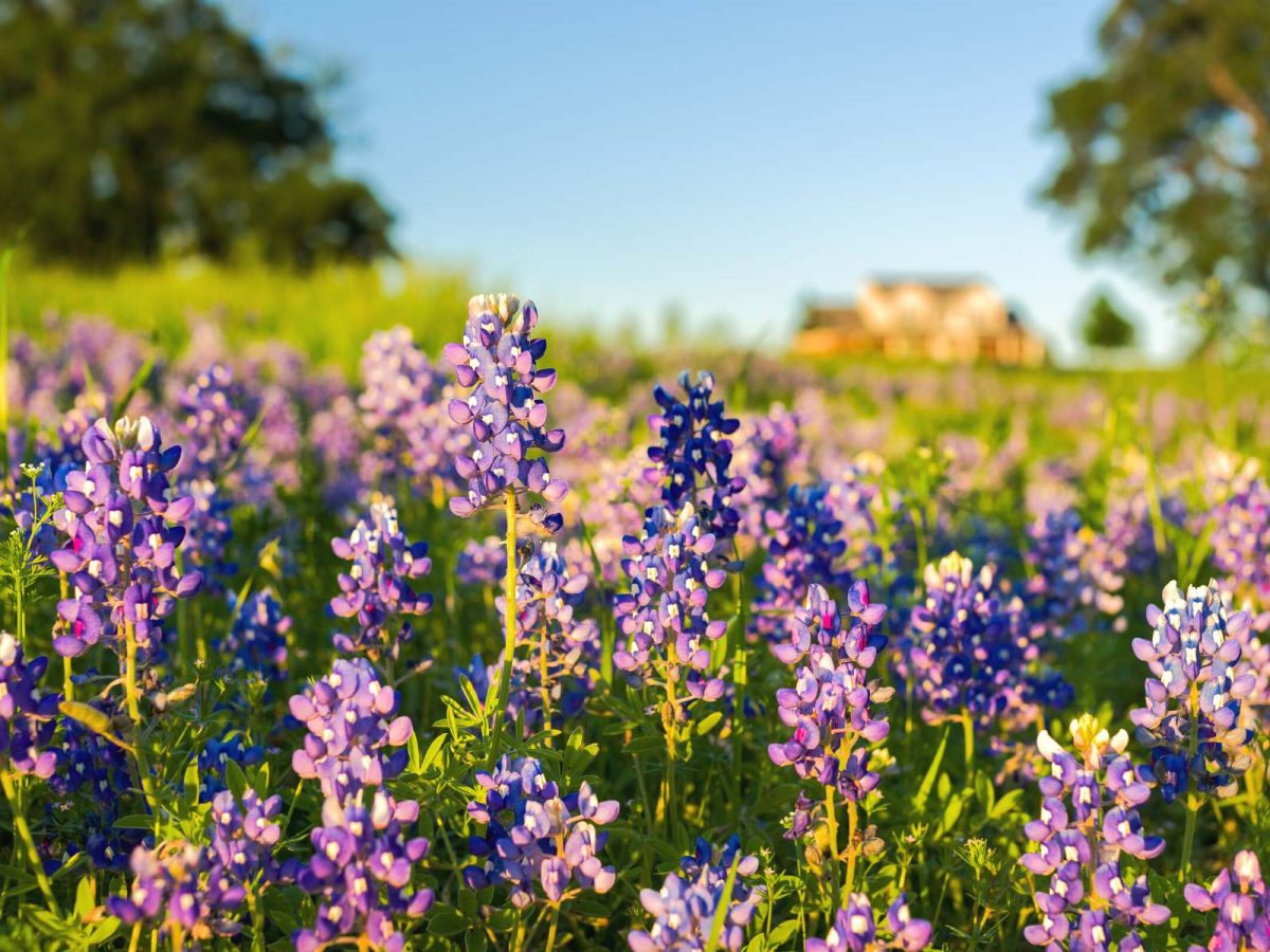 12 Awesome Places to See Bluebonnets In Texas (+ FAQ!) - Totally Texas ...