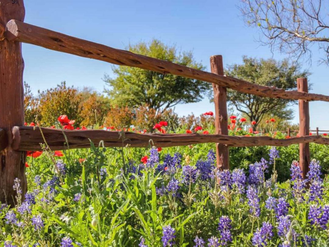 12 Awesome Places to See Bluebonnets In Texas (+ FAQ!) - Totally Texas ...