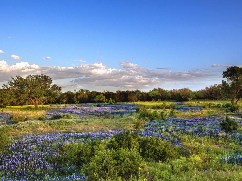 12 Awesome Places to See Bluebonnets In Texas (+ FAQ!) - Totally Texas ...