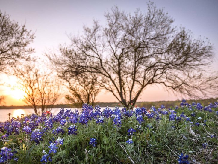 12 Awesome Places to See Bluebonnets In Texas (+ FAQ!) - Totally Texas ...