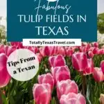 5 Places to See Texas Tulips (Including Tulip Farms) - Totally Texas Travel