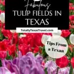 5 Places to See Texas Tulips (Including Tulip Farms) - Totally Texas Travel