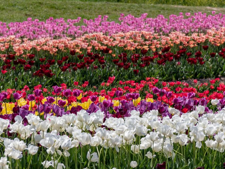 5 Places to See Texas Tulips (Including Tulip Farms) - Totally Texas Travel
