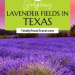 Great Lavender Fields in Texas and Lavender Festivals to Visit ...